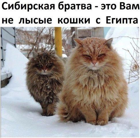 Самые смешные коты на картинках